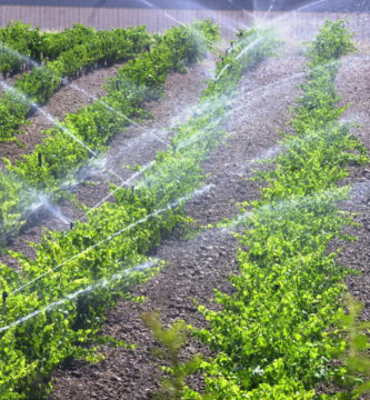 L’irrigation de la vigne. Goutte à goutte enterré? Fertirrigation Vignoble