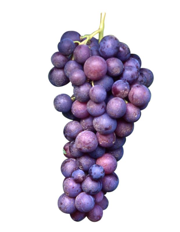 Raisin Cardinal : Raisins de Table Rouges | Le Blog Viticulture