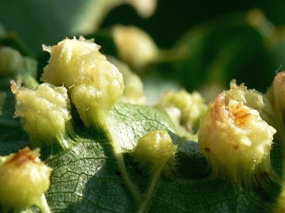 Le Phylloxéra de la Vigne. Symptômes et Dégâts. Traitement