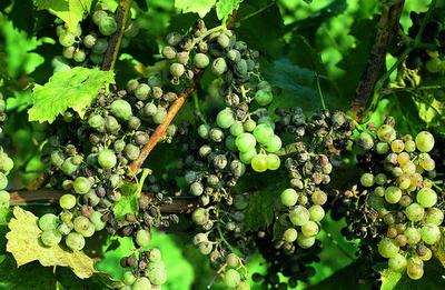 Oïdium de la vigne: Maladies Vignoble. Symptômes et Traitement.