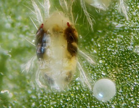 L'Acarien Jaune - Viticulture et Vignoble