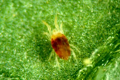 L'Acarien Jaune - Viticulture et Vignoble