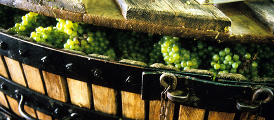 Comment faire du vin? Elaboration « maison » de vin blanc. Pas a pas.